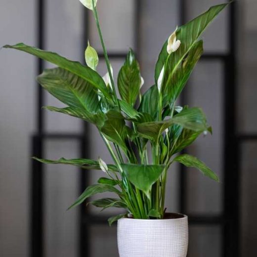 15 Different Peace Lily Varieties (Spathiphyllum Types) + Pictures
