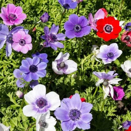 11 Winter Flowering Bulbs You Can Plant in the Fall (Autumn)