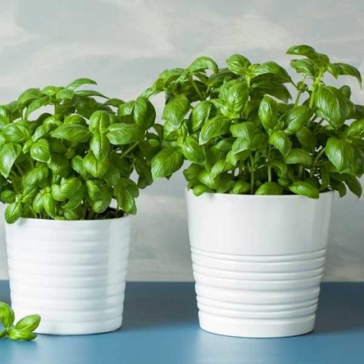 Best Smelling Herbs to Grow Indoors