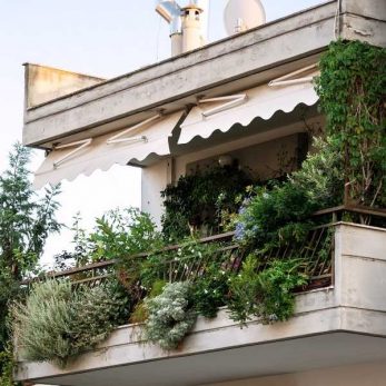 9 Best Balcony Plants for Privacy