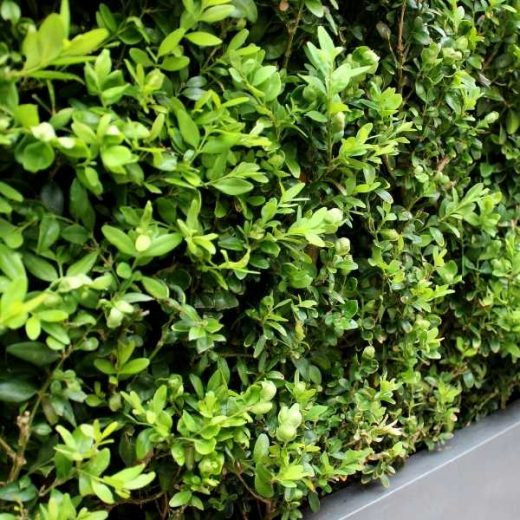 11 Best Hedges for Screening (Privacy Plants)