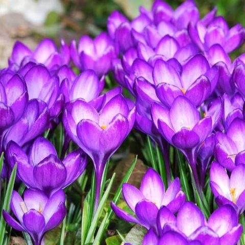 11 Winter Flowering Bulbs You Can Plant in the Fall (Autumn)
