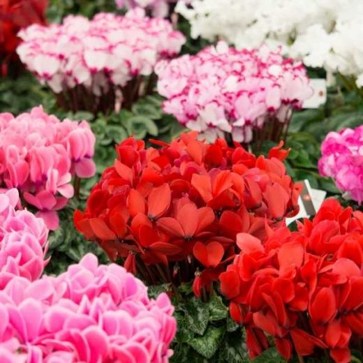 11 Winter Flowering Bulbs You Can Plant in the Fall (Autumn)