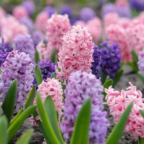 11 Winter Flowering Bulbs You Can Plant in the Fall (Autumn)