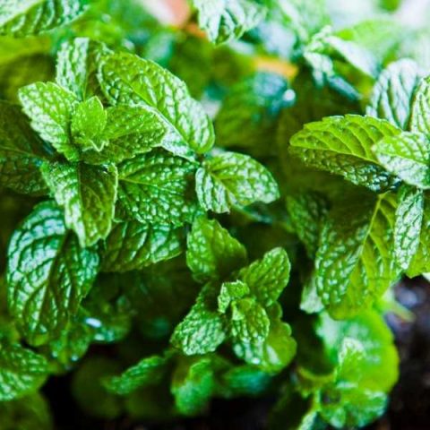 Best Smelling Herbs to Grow Indoors