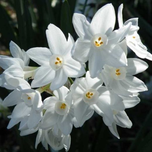 11 Winter Flowering Bulbs You Can Plant in the Fall (Autumn)