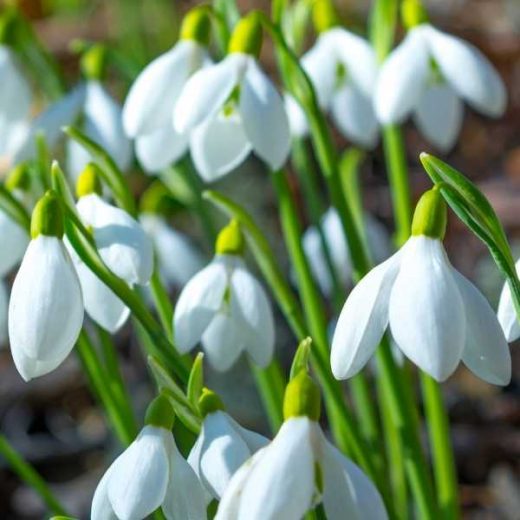 11 Winter Flowering Bulbs You Can Plant in the Fall (Autumn)