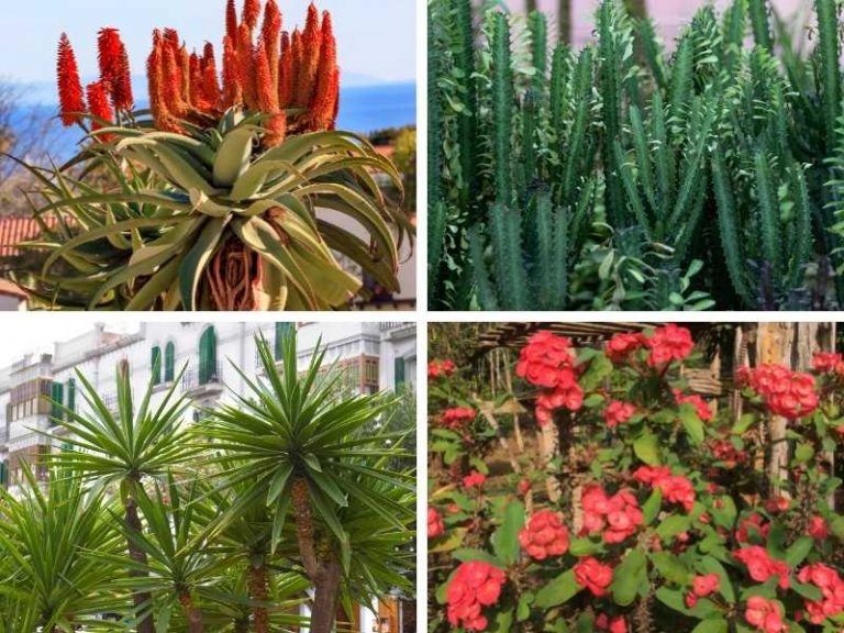 17 Awesome Tall Growing Succulents