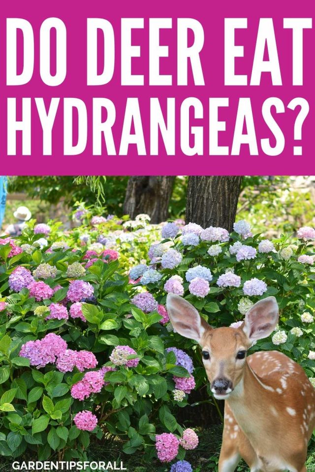 Will Hydrangeas Grow Back If Eaten By Deer