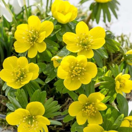 11 Winter Flowering Bulbs You Can Plant in the Fall (Autumn)