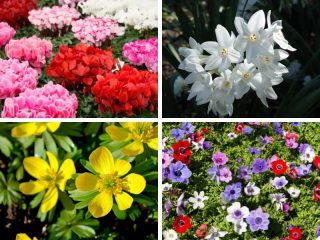 11 Winter Flowering Bulbs You Can Plant in the Fall (Autumn)