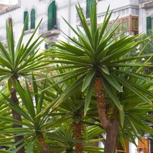 17 Awesome Tall Growing Succulents