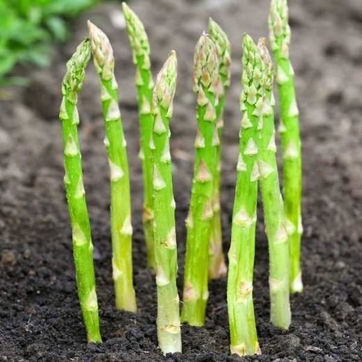 13 Best Vegetables to Grow in Virginia