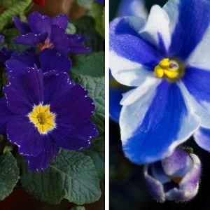 9 Beautiful Blue Spring Flowers to Usher in a More Cheery Season