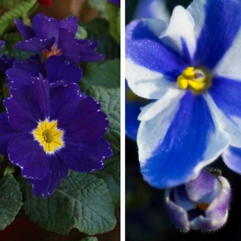 9 Beautiful Blue Spring Flowers to Usher in a More Cheery Season