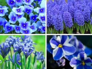 9 Beautiful Blue Spring Flowers to Usher in a More Cheery Season