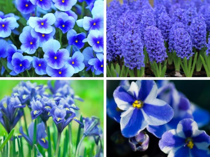 9 Beautiful Blue Spring Flowers to Usher in a More Cheery Season