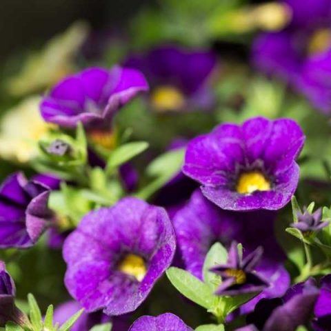 10 Purple Spring Flowers for a Colorful Garden or Yard