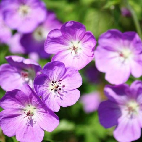 10 Purple Spring Flowers for a Colorful Garden or Yard