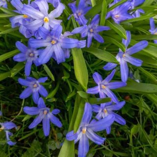 9 Beautiful Blue Spring Flowers to Usher in a More Cheery Season