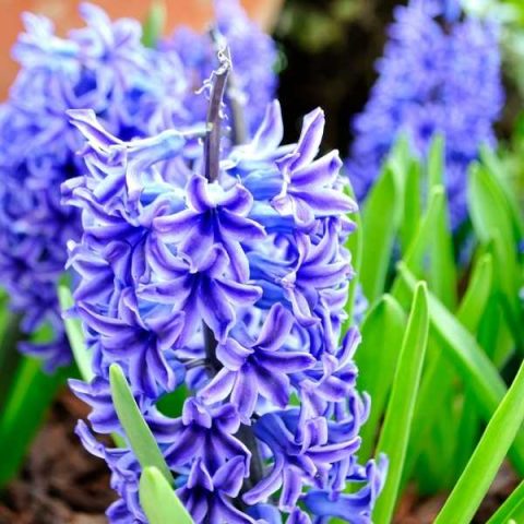 9 Beautiful Blue Spring Flowers to Usher in a More Cheery Season