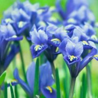 9 Beautiful Blue Spring Flowers to Usher in a More Cheery Season