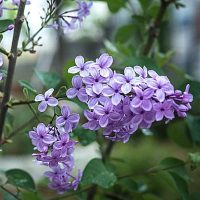 10 Purple Spring Flowers for a Colorful Garden or Yard