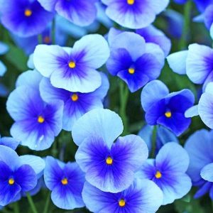 9 Beautiful Blue Spring Flowers to Usher in a More Cheery Season