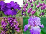 10 Purple Spring Flowers for a Colorful Garden or Yard