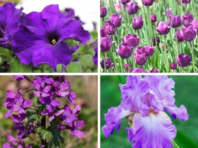 10 Purple Spring Flowers for a Colorful Garden or Yard