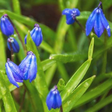 9 Beautiful Blue Spring Flowers to Usher in a More Cheery Season