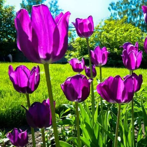 10 Purple Spring Flowers for a Colorful Garden or Yard