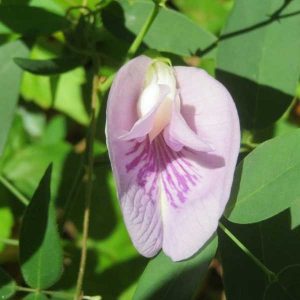 11 Flowering Vines that Grow in the Shade