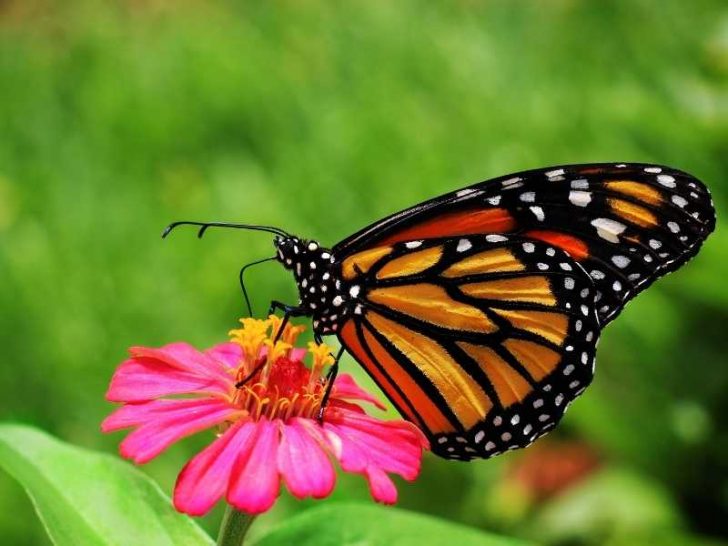 9 Beneficial Garden Insects (Good Bugs) You Need to Know