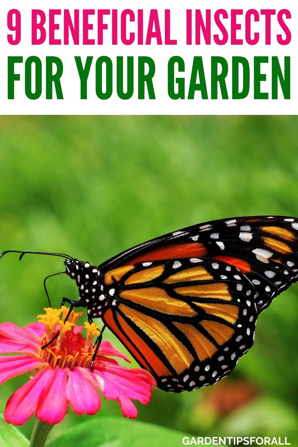 9 Beneficial Garden Insects (Good Bugs) You Need to Know