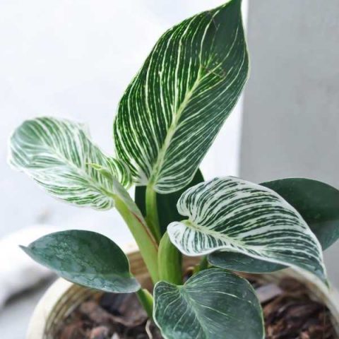 9 Indoor Plants with Striped Leaves for a Distinctive Look