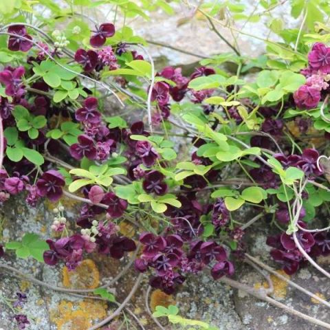 11 Flowering Vines that Grow in the Shade