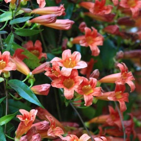 11 Flowering Vines that Grow in the Shade