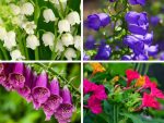 10 Flowers that Look Like Bells (Bell-Shaped) + Pictures