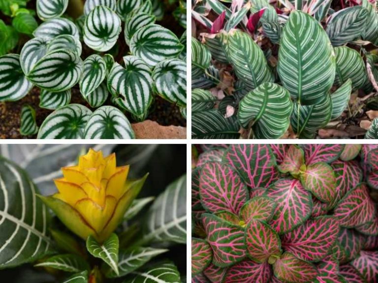 9 Indoor Plants with Striped Leaves for a Distinctive Look