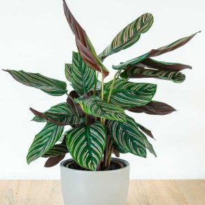 9 Indoor Plants with Striped Leaves for a Distinctive Look