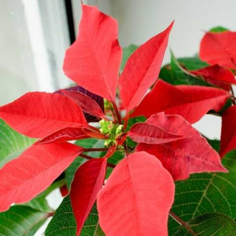 8 Indoor Plants with Red Leaves to Add Color to Your Home
