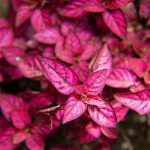 8 Indoor Plants with Red Leaves to Add Color to Your Home