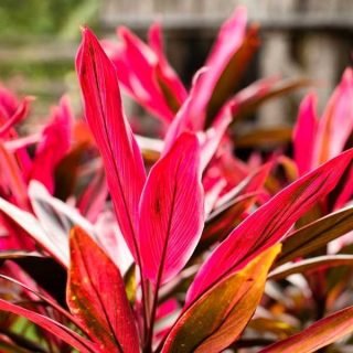 8 Indoor Plants with Red Leaves to Add Color to Your Home