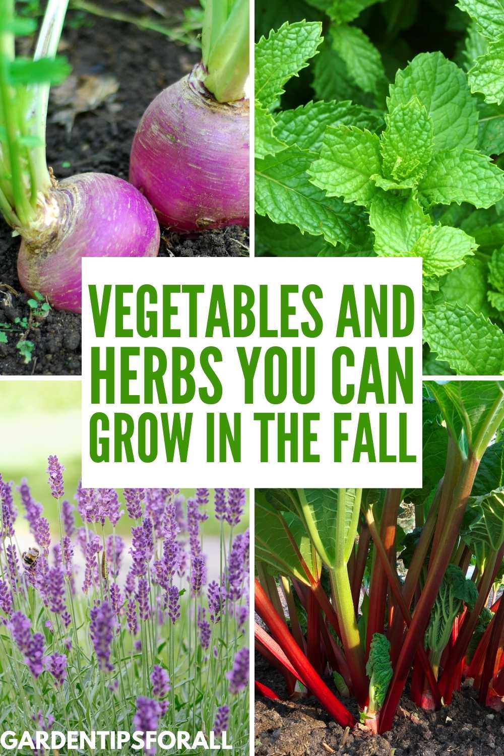 Best Vegetables and Herbs to Plant in the Fall (Autumn)
