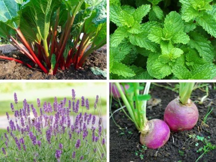 Best Vegetables and Herbs to Plant in the Fall (Autumn)