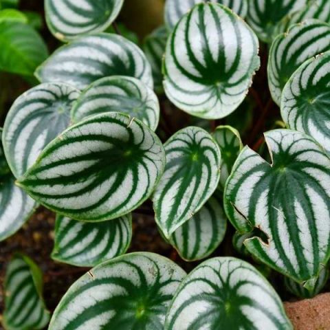 9 Indoor Plants with Striped Leaves for a Distinctive Look