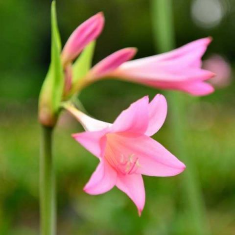 10 Pink Perennial Flowers for a Vibrant Garden