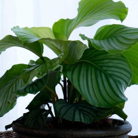 13 Plants with Large Leaves for Outdoors and Indoors
