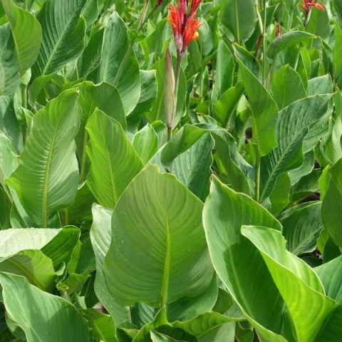 13 Plants with Large Leaves for Outdoors and Indoors